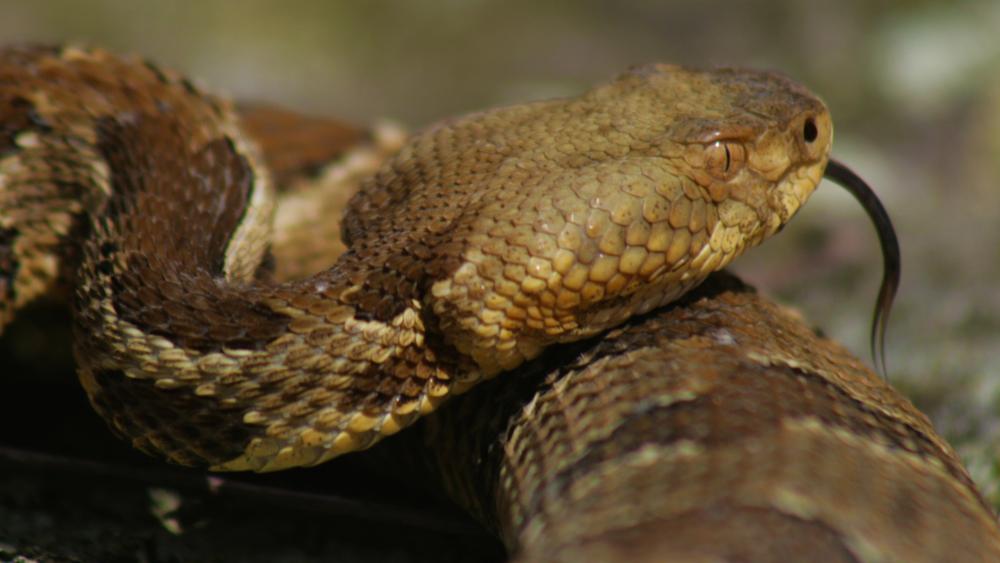 Fortuitous Fire | Penn State University