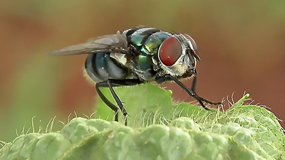 Flies' disease-carrying potential may be greater than thought ...