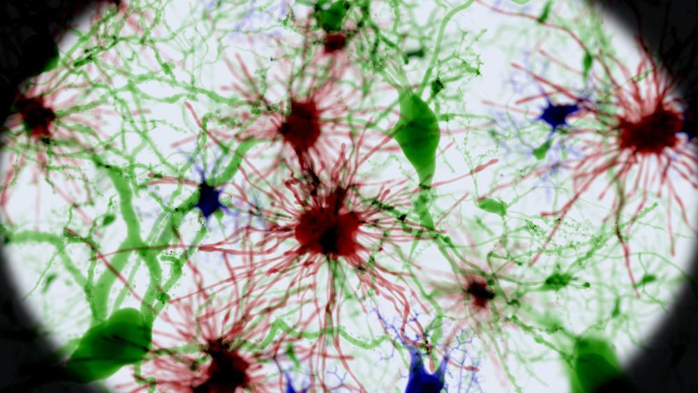 New gene therapy reprograms brain glial cells into neurons | Penn State ...