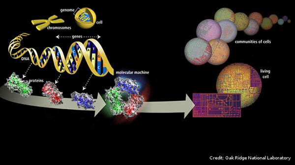 Genome instability studies could change treatment for cancer and other ...