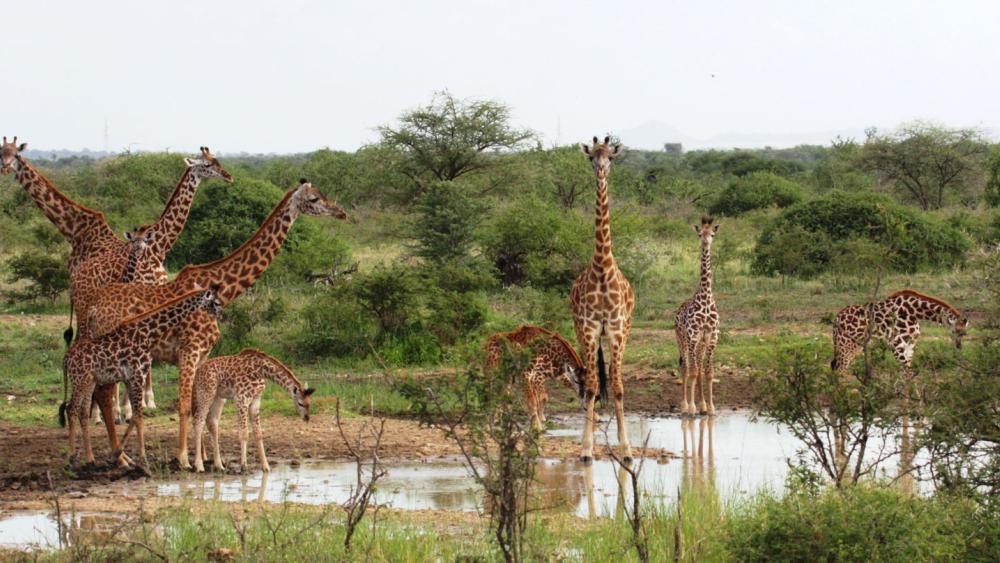 Improving success of giraffe translocations | Penn State University