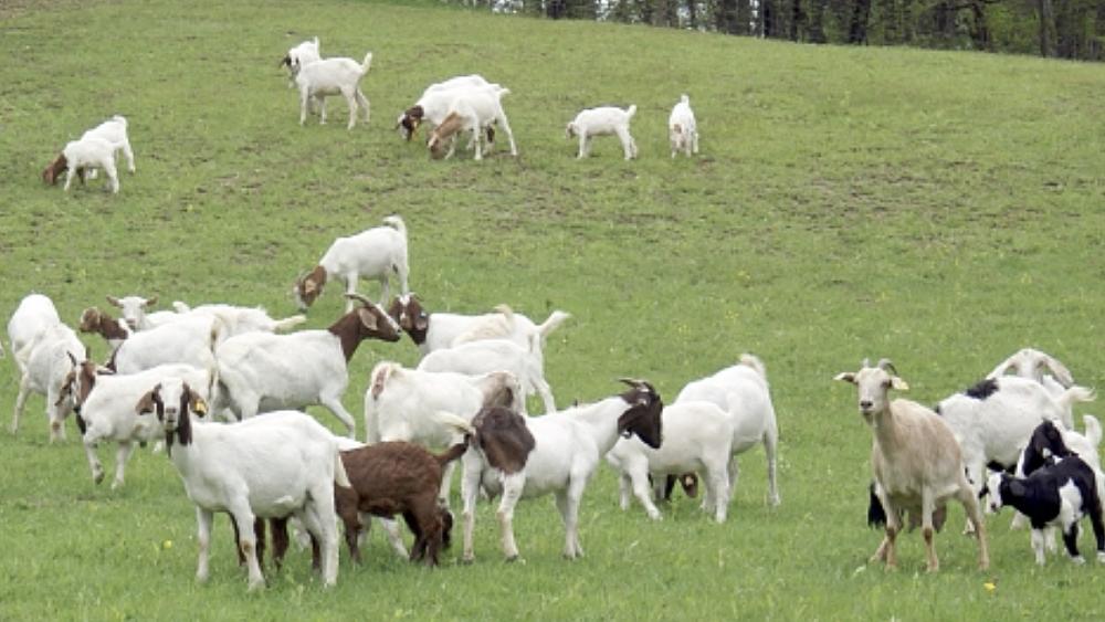 Penn State Extension offers forage quality workshop for sheep, goat ...