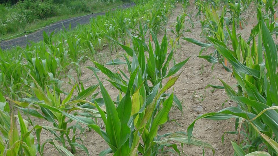 Antioxidants in corn line could aid human IBD protection, therapy ...