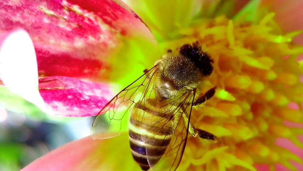 Penn State Extension webinars focus on bee biology, ecology and ...