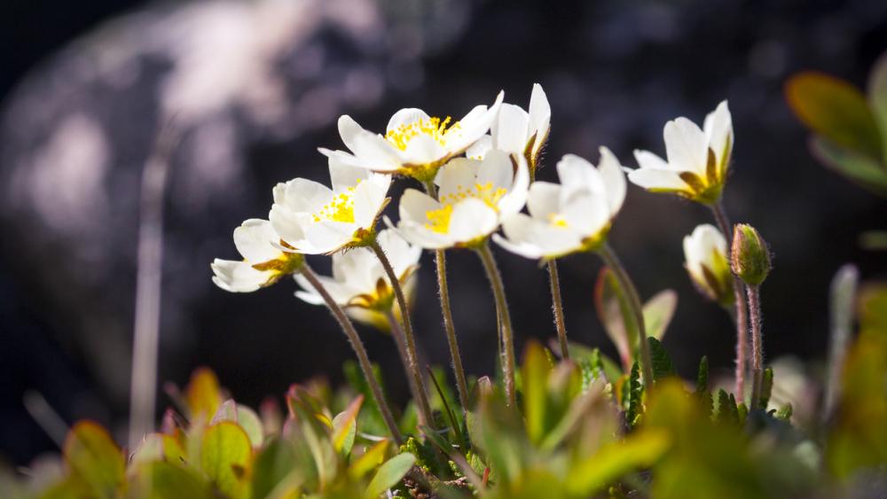 Spring is springing earlier in polar regions than across the rest of ...