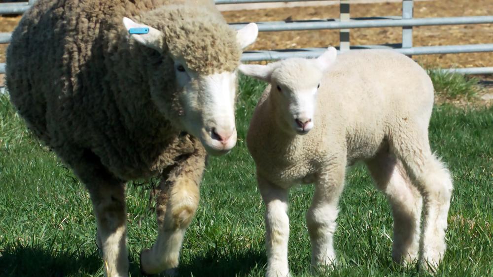 Extension offers home-study courses on beef, sheep, goat, swine ...