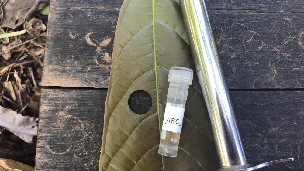 Discovery of chemical clue may lead to solving cacao's black pod rot ...