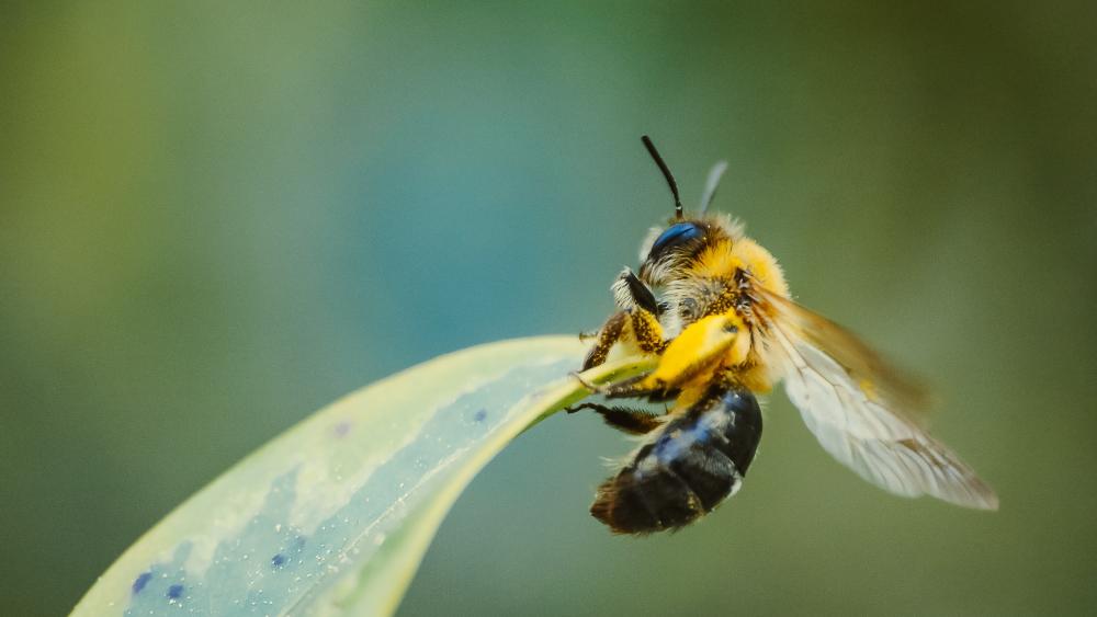 The business of bees | Penn State University
