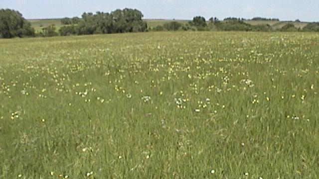 Convert some lawn into meadow or prairie, expert advises | Penn State ...
