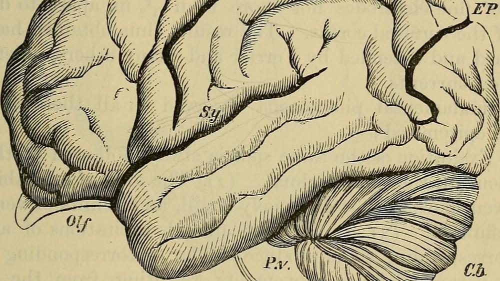 Respiration key to increase oxygen in the brain | Penn State University
