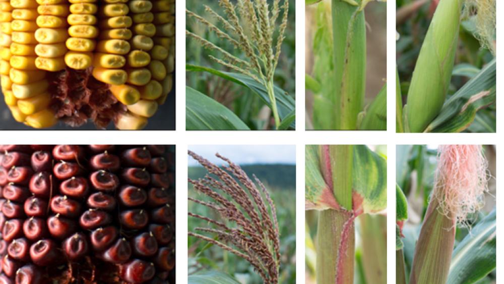 Unraveling of 58-year-old corn gene mystery may have plant-breeding ...