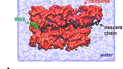 Mechanical force controls the speed of protein synthesis | Penn State ...