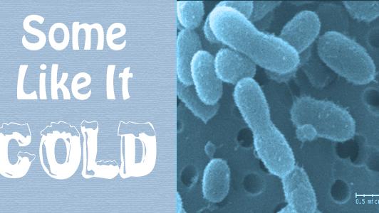 Some bacteria like it cold | Penn State University