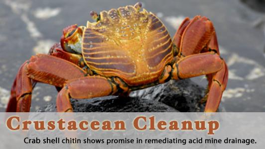 Crustacean Cleanup | Penn State University