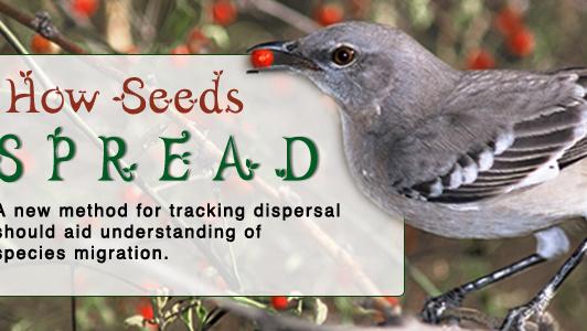 How Seeds Spread | Penn State University
