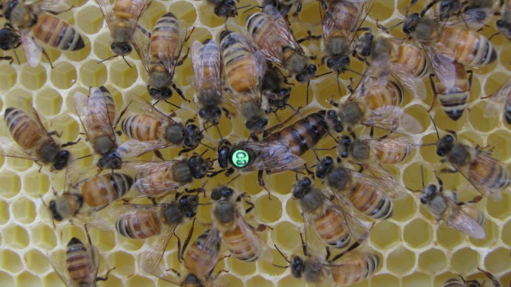 Conflict among honey bee genes supports theory of altruism | Penn State ...