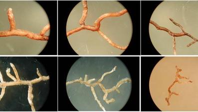 Tree root research confirms that different morphologies produce similar ...