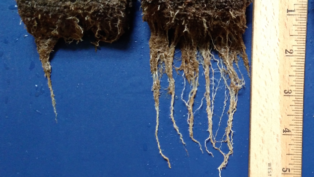 Phospholutions selected for Innovation Showcase on Capitol Hill | Penn ...