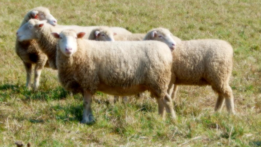 Penn State Extension hosts Sheep Scanning Certification School | Penn ...
