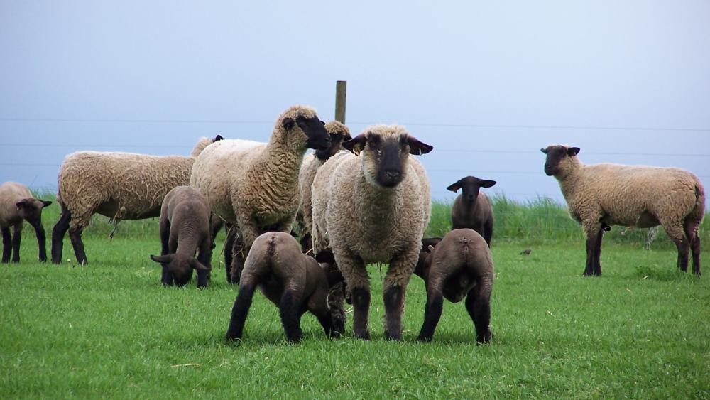 Penn State Extension offers FAMACHA parasite-control training | Penn ...