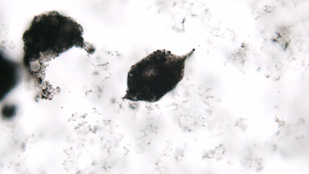 3-billion-year-old microfossils include plankton | Penn State University