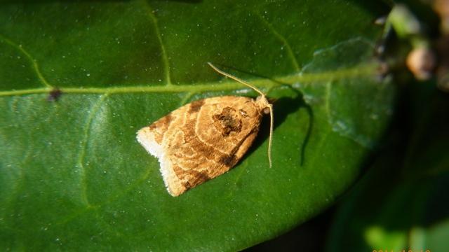 Temperature alters population dynamics of common plant pests | Penn ...