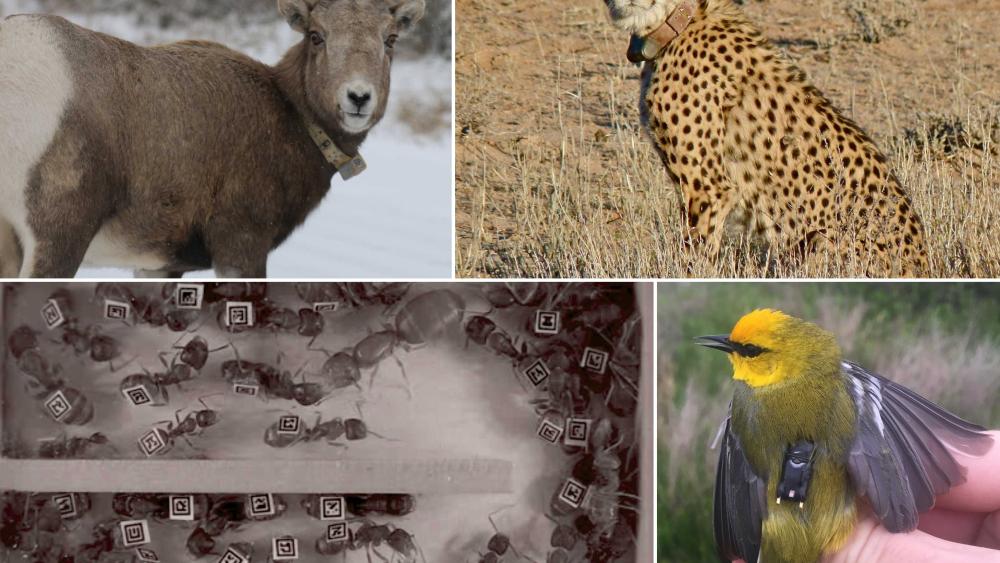 Including irregular time intervals improves animal movement studies ...