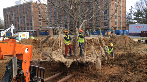 Tree in East Halls transplanted through teamwork | Penn State University