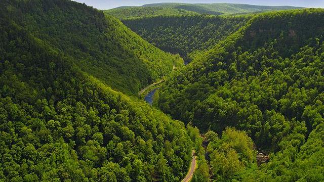 Professor: Pennsylvania's forest cover remains stable at 59 percent ...