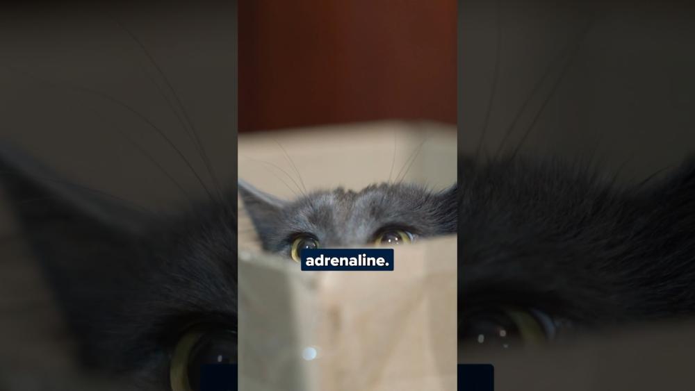 Why do we like being scared? A psychologist explains the benefits ...