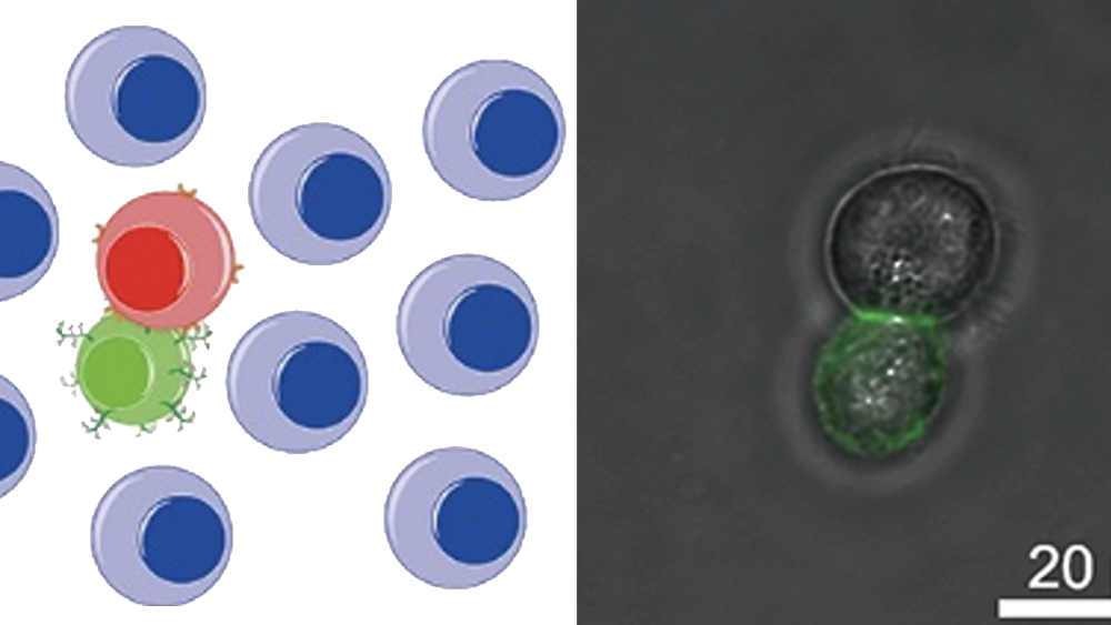 Penn State researchers engineer cells to better target cancer | Penn ...