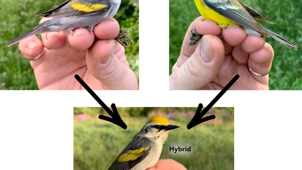 What determines a warbler's colors? | Penn State University
