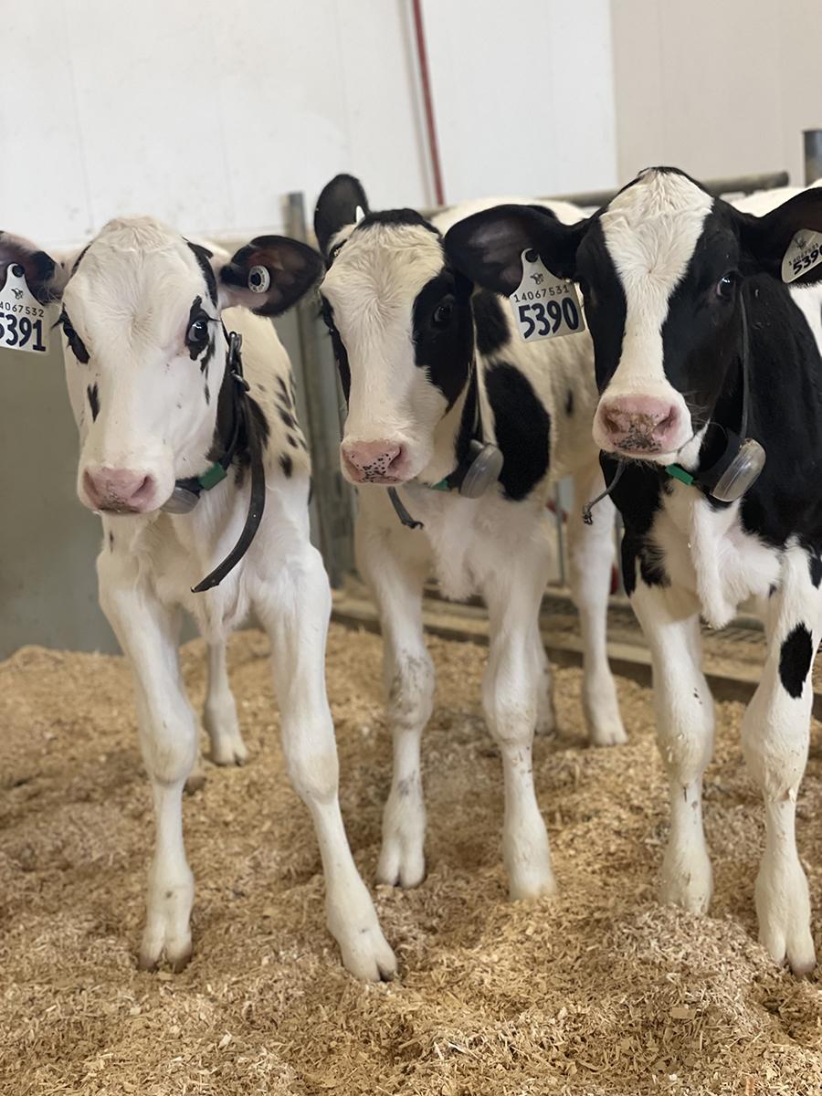 Precision technology, machine learning lead to early diagnosis of calf ...