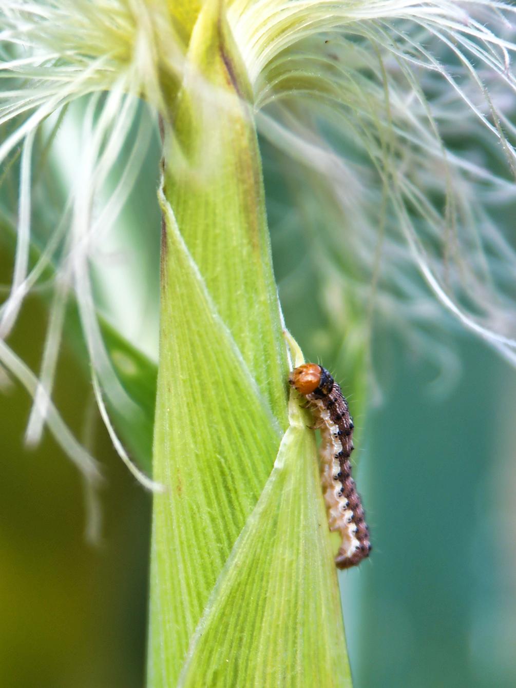 corn earworm control