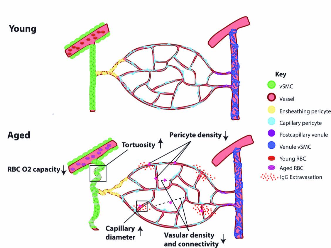 New high-resolution 3D maps show how the brain’s blood vessels changes ...