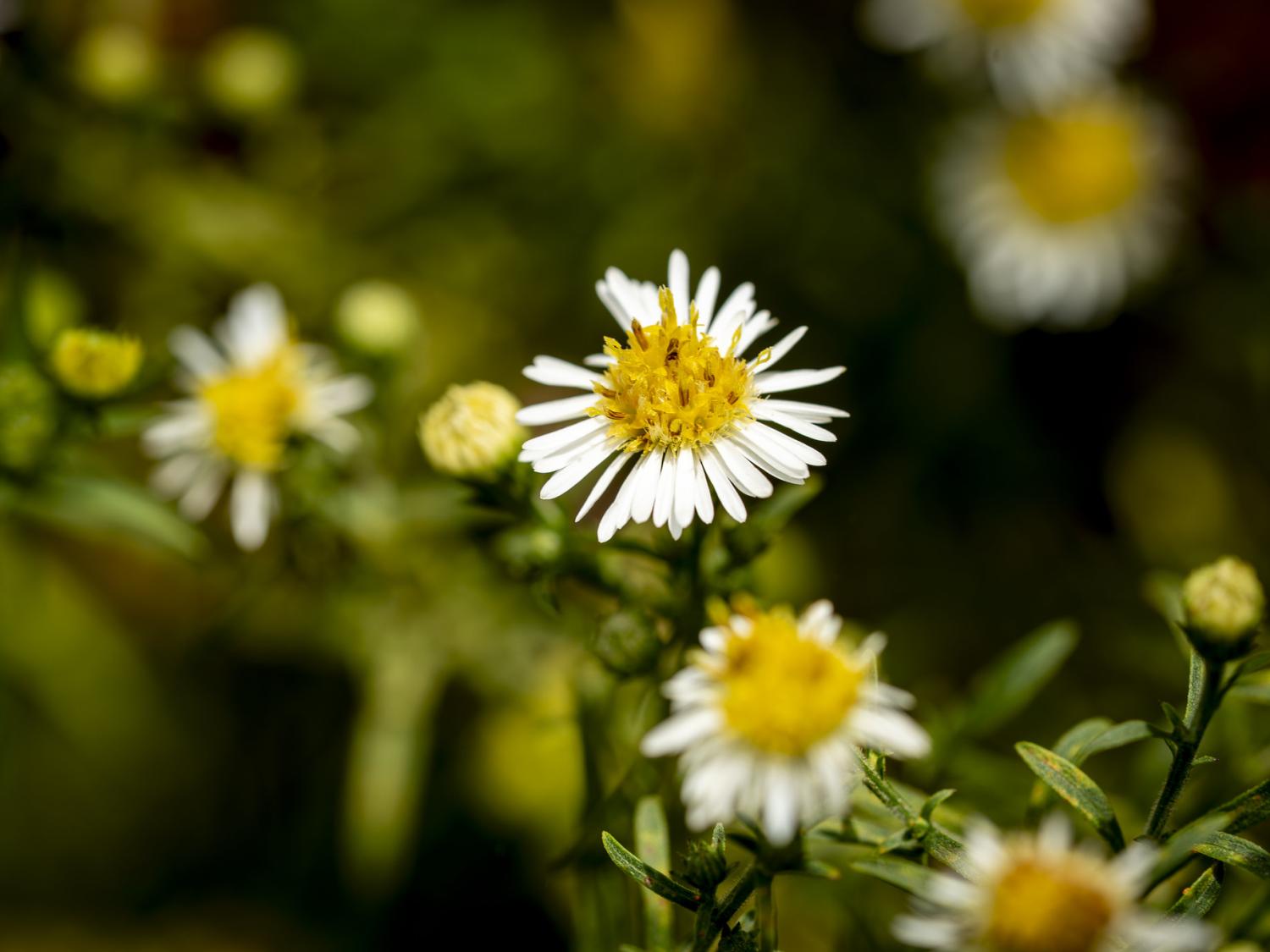 Q&A: New text to serve as reference for advances in plant development ...