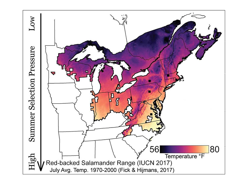 red backed salamander range