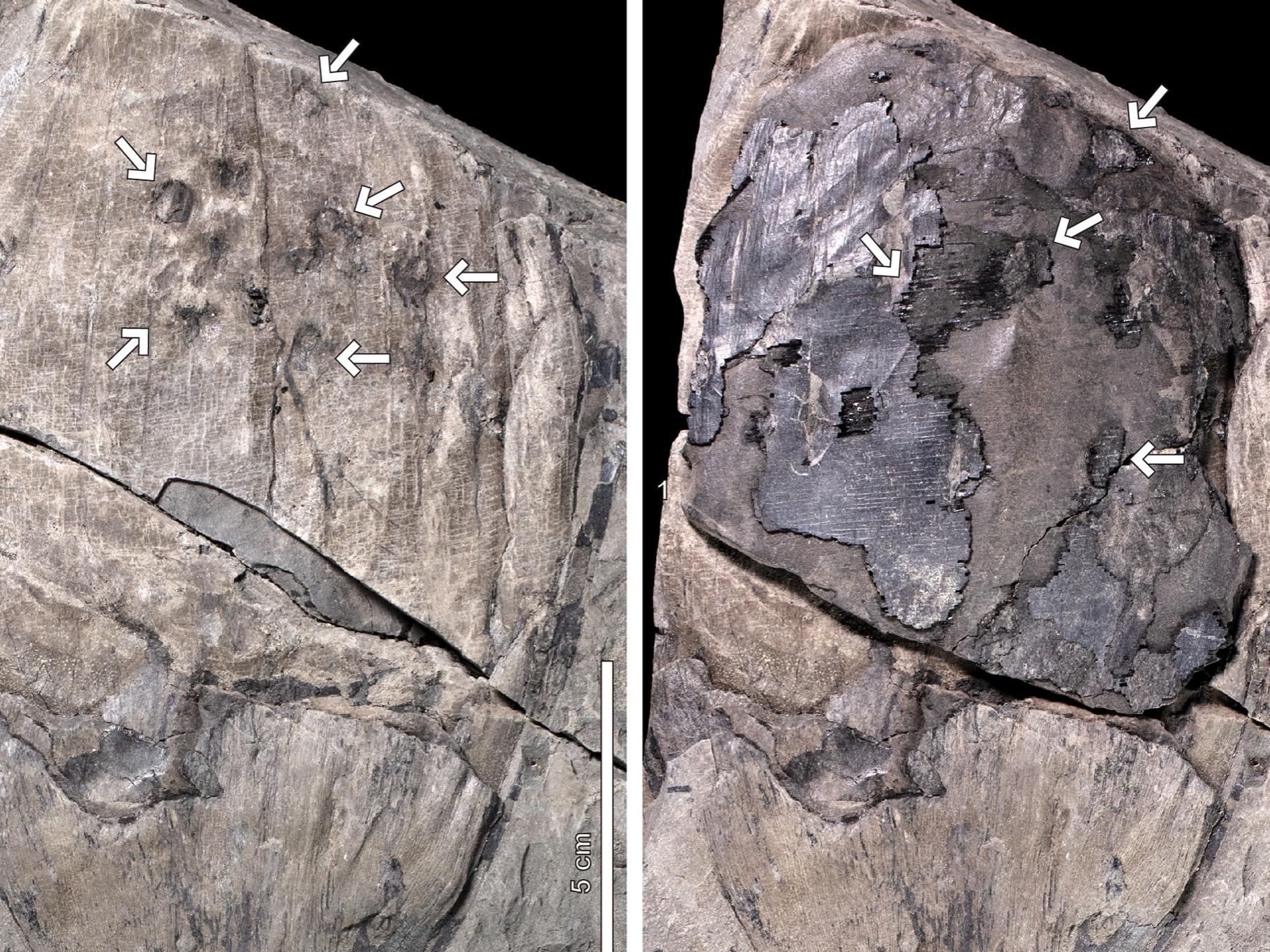 Beetle in coconut: Fossil find sheds new light on Neotropical ...