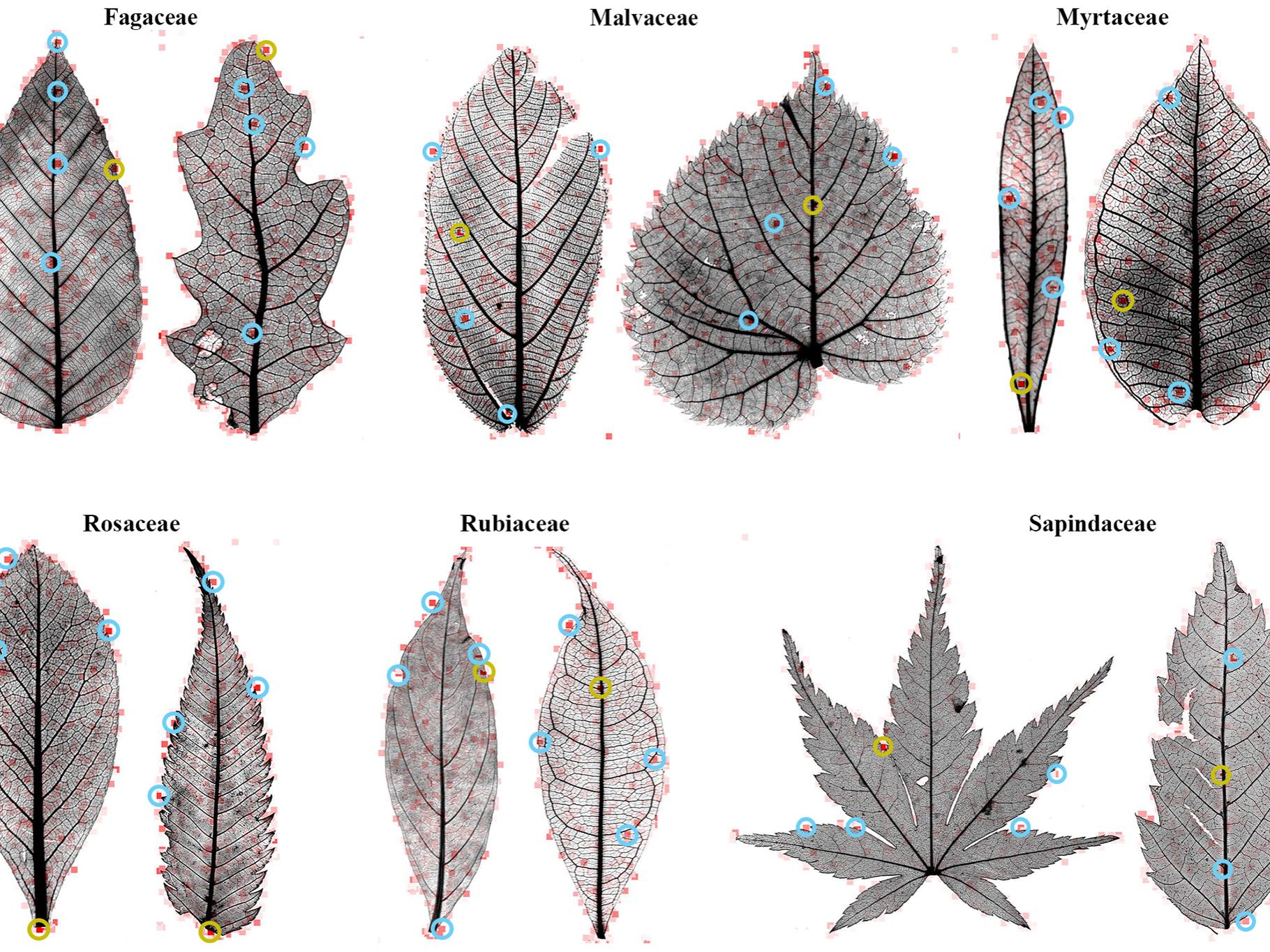 Decoding leaf: scientists search for features to ID modern, fossil ...