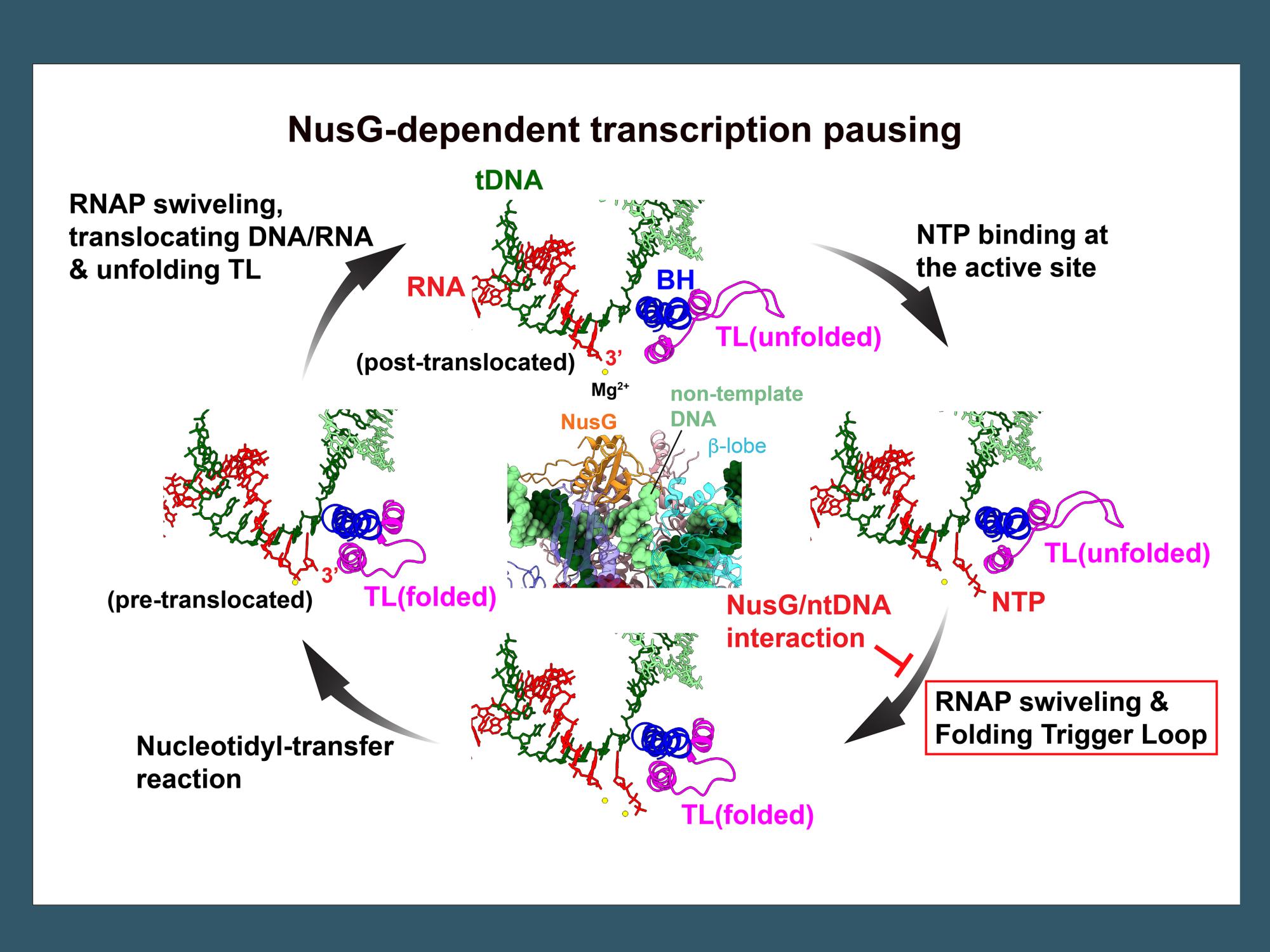DNA stuck in gears of RNA production machine | Mirage News