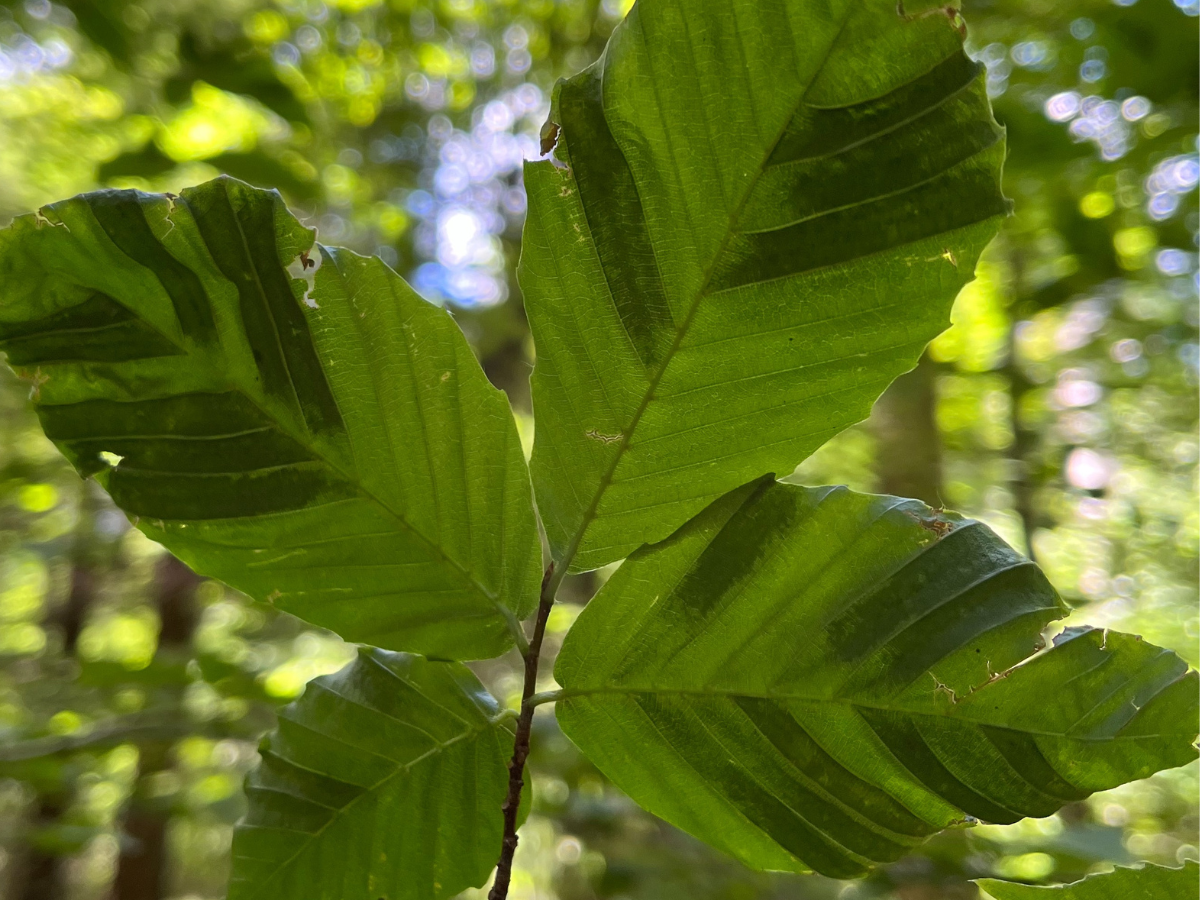 Penn State Researchers Investigate Beech Leaf Disease in PA Forests ...