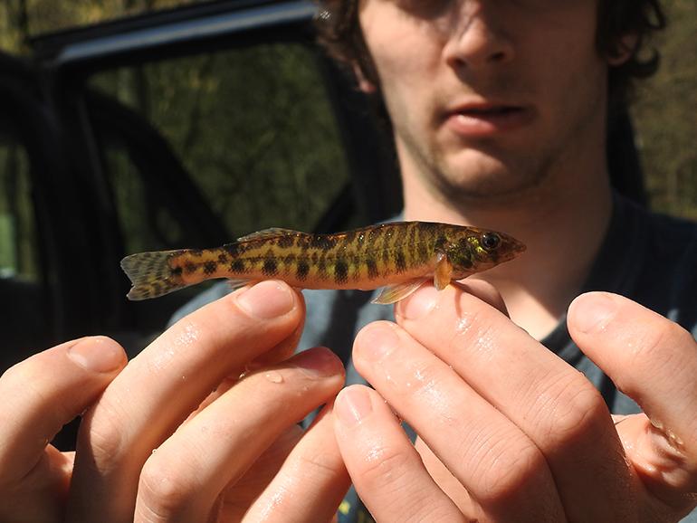 Penn State Researchers Find Unique Fish in Lower Susquehanna | Mirage News
