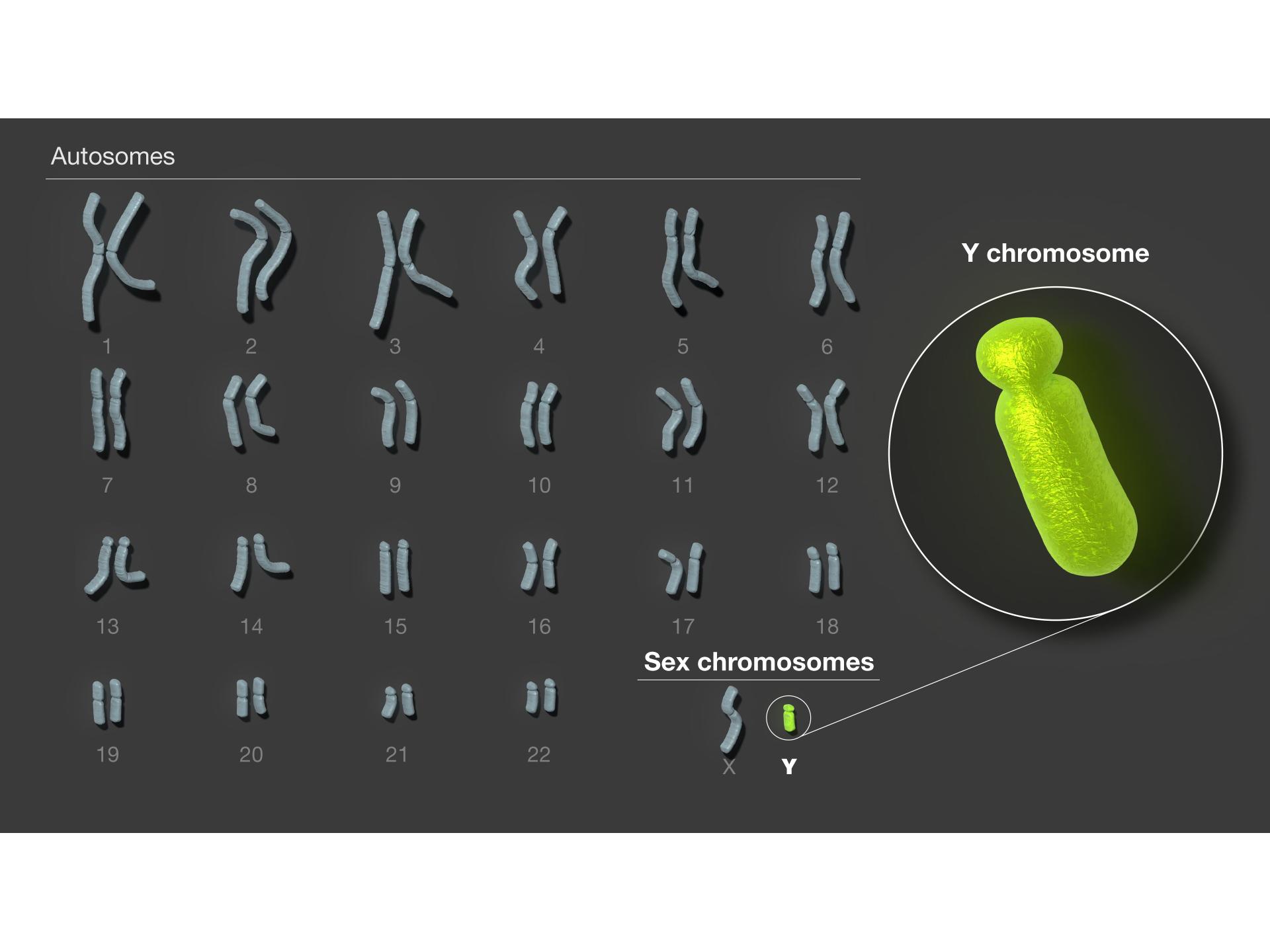 First Full Determination of Human Y Chromosome DNA Sequence | Mirage News