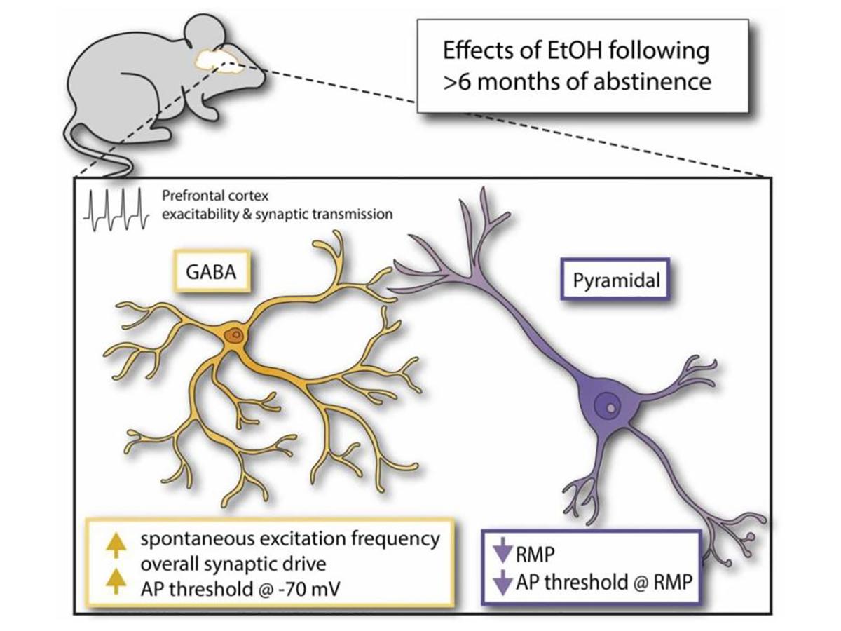 how does alcohol affect synapses