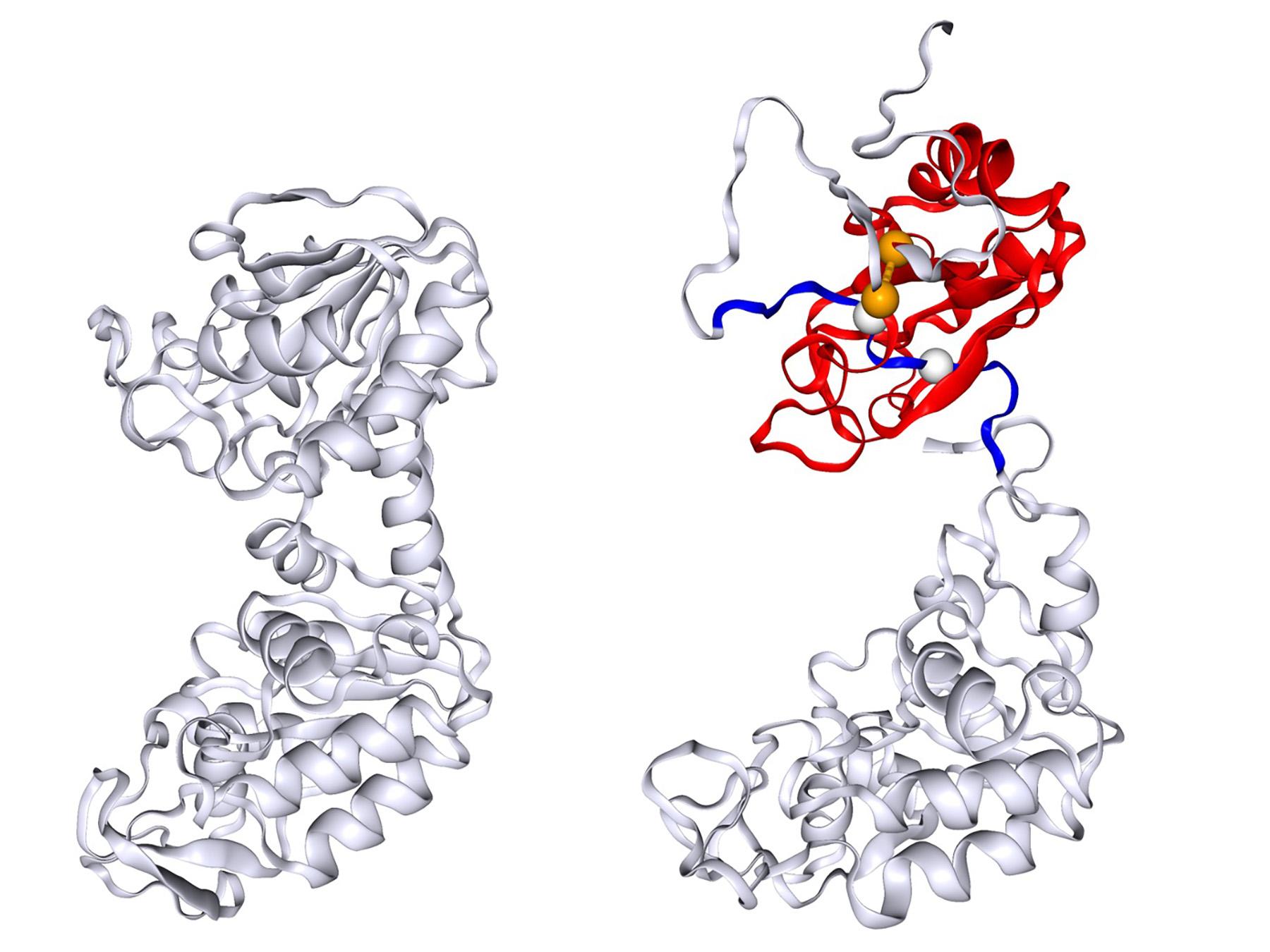 Protein Lassos Itself, Sheds Light on Refolding Behavior | Mirage News