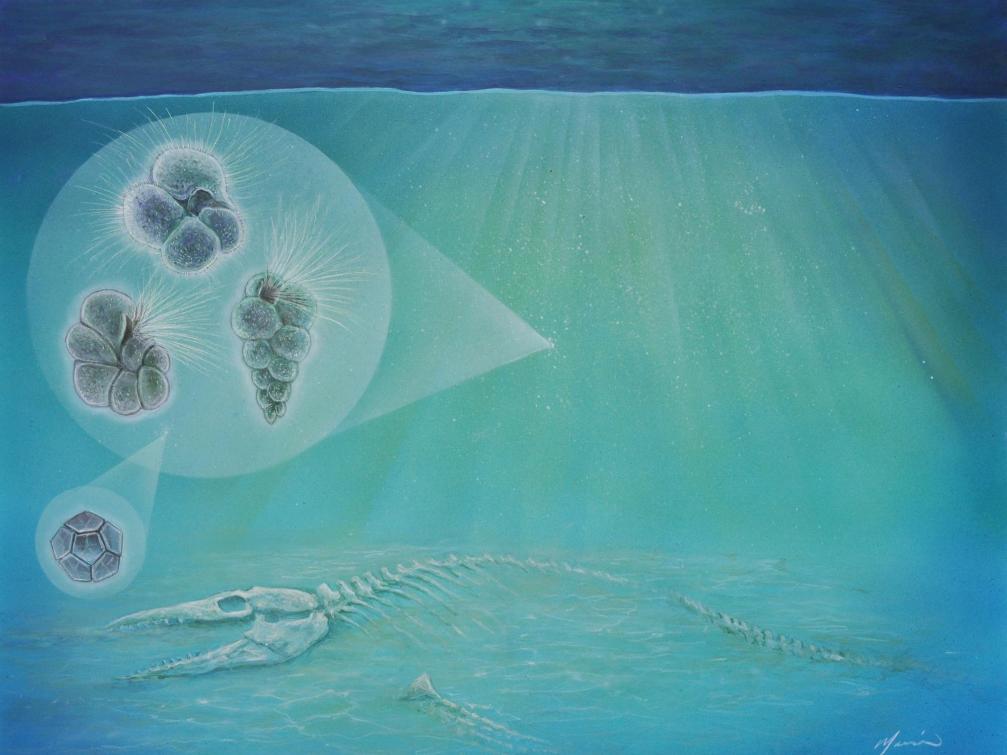 New Species Emerged Rapidly Post-Dinosaur Extinction | Mirage News