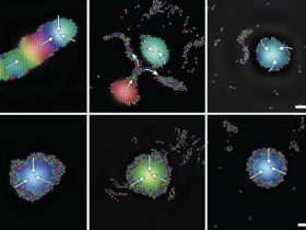 Tiny robots use sound to self-organize into intelligent groups | Penn ...