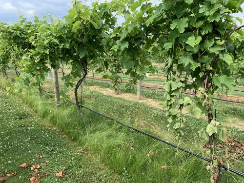 Simple vineyard growing practice impacts soil microbiome deep below ...