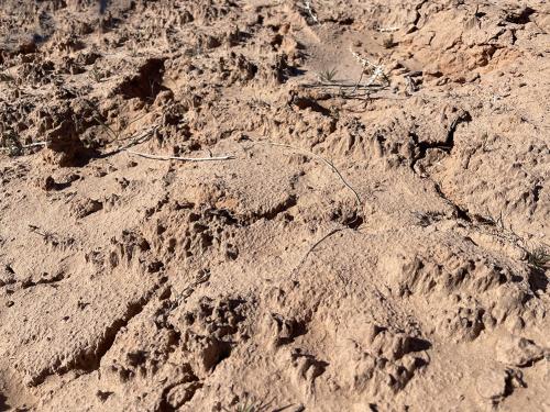 Microbe-stuffed soil crusts menaced by climate change | Penn State ...