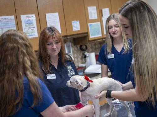 Department of Animal Science | Penn State University